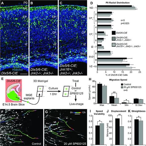 Cortical Interneurons Appear To Have A Cell Intrinsic Requirement For Download Scientific