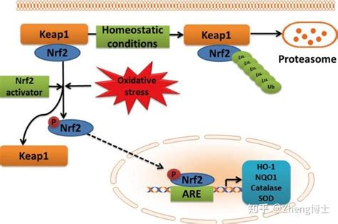 Nrf2 过度表达的风险是什么？ 知乎