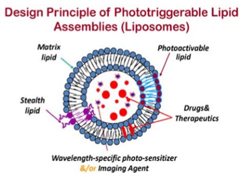 Photo Activated Liposomes Production Creative Biostructure