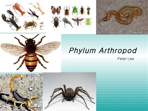 Phylum