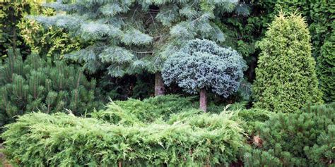Celebrating Winter Trees What To Plant For Seasonal Pizazz Millcreek