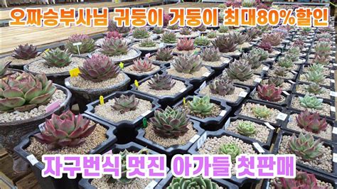 오짜승부사님 첫 다육이판매 귀둥이 거둥이 아가들 최대 80 할인판매 이쁜아가들의 주인을 찾아요 묵둥이 창 귀둥이 거둥이 오짜승부사 달콤한총각다육 Youtube