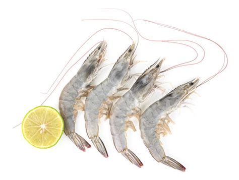 Vannamei 이미지 – 찾아보기 646 스톡 사진, 벡터 및 비디오 | Adobe Stock