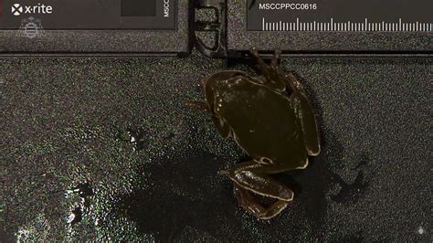 Estudio Reveló Que Las Ranas Negras De Chernobyl Son Una Muestra De La