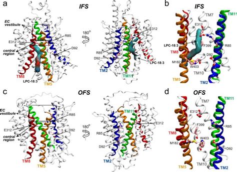 George Khelashvili On Linkedin Substrate Binding Induced