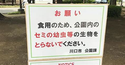 I Wonder If They Eat Cicada Larvae In Japan Album On Imgur