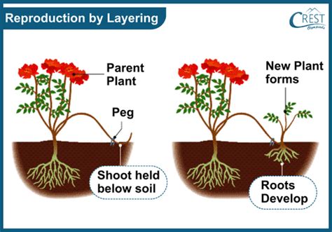 Class 5 Reproduction In Plants Key Concepts Explained