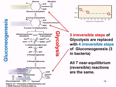 Gluconeogenesis Enzymes Diagram Quizlet