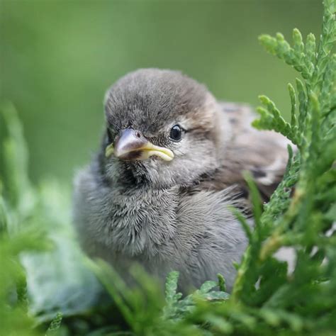 Можно ли помогать выпавшим из гнезда птенцам вернуться обратно — Музей фактов