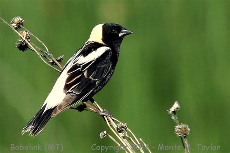 Bobolink Bobolink