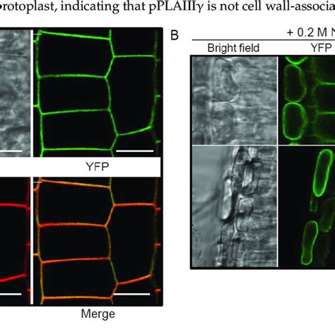 Subcellular Localization Of Pplaiiiγ Yfp In The Plasma Membrane A