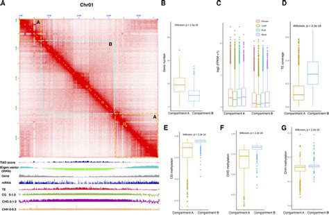 Characterization Of Global Patterns Of 3d Chromatin Organization In V Download Scientific