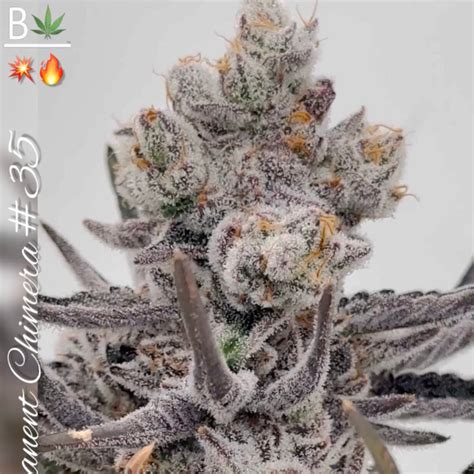 Permanent Chimera Beleaf Feminized Seeds Blackbuffalo