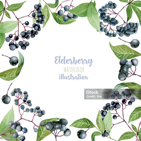수채화 엘더 베리 분기 프레임 테두리 배경 흰색 배경에 그려진 손으로 카드 템플릿 가을에 대한 스톡 벡터 아트 및 기타 이미지