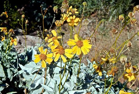 Brittlebush In The Sahara Desert At Loren Bona Blog