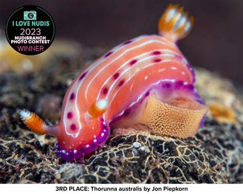2023 Nudibranch Egg Photo Contest Winners I Love Nudis
