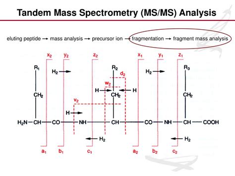 Ppt Protein Identification And Peptide Sequencing By Liquid Chromatography Mass Spectrometry