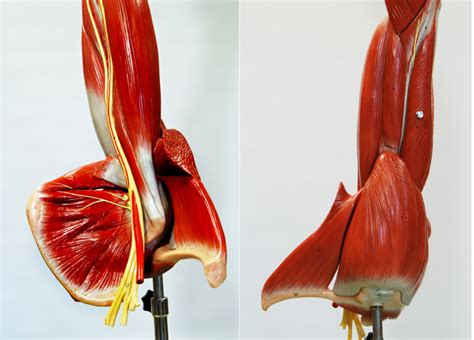 Bio 230 Arm Anterior Medial And Lateral View Oia Diagram Quizlet