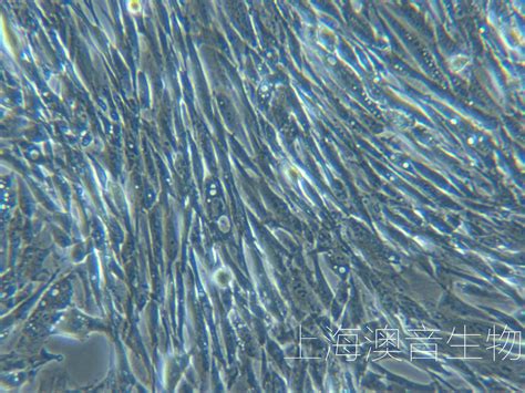 Hdf永生化人真皮成纤维细胞 企业官网