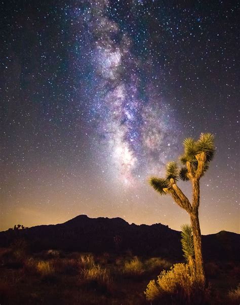 Joshua Tree National Park Print Southwest Decor Milky Way