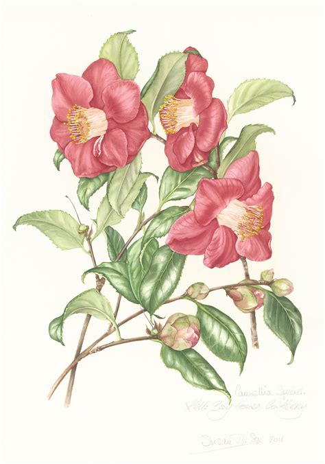 Susan Sex Camellia Sp A Kells Bay House