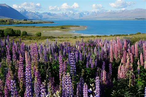 Private Mackenzie Country 4wd Tour Scenic High Country Go New Zealand