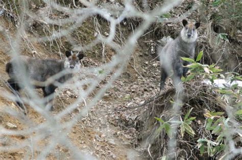 かもしか写真山で出会ったカモシカ07 1d