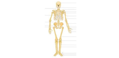 GCSE Trivia Quiz On Human Skeletal System Human Skeletal System Skeletal System Trivia Quiz