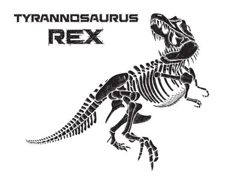 Jurassic Era Tyrannosaurus Fossil Skull Hand Drawn