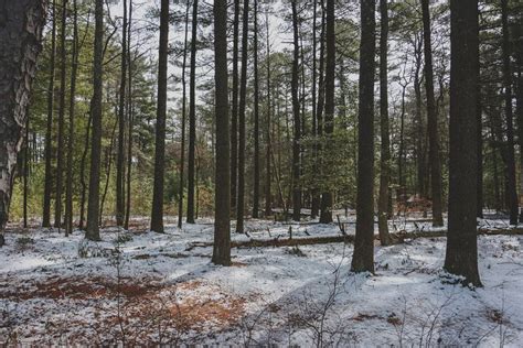 Once And Then Never Again Gold Colored Fox