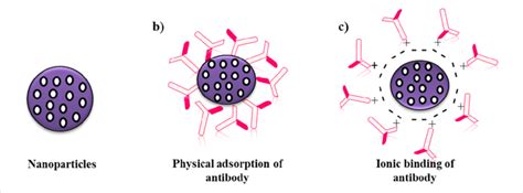 Non Covalent Antibody Functionalization A Drug Loaded Nps B Download Scientific Diagram