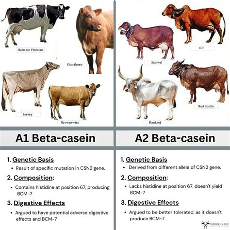Comparison Between A1 And A2 Beta Casein In Milk Jordbrukare Posted On The Topic Linkedin