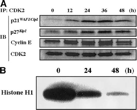 A Immunoprecipitation Assay For Cdk2 Binding Ckis To Examine Direct