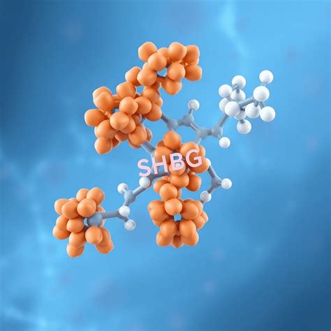 What Is Sex Hormone Binding Globulin