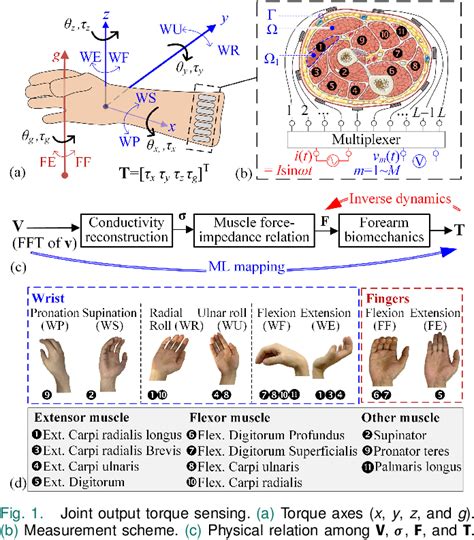 Figure 1 From Muscle Driven Joint Torque Estimation Based On Voltage