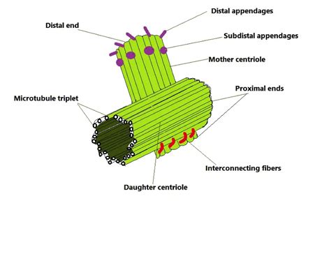 Centrosome In A Plant Cell
