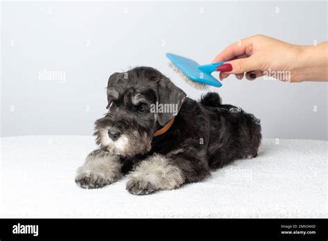 How To Groom A Schnauzer At Home