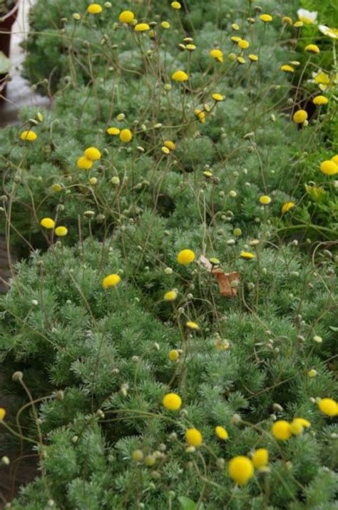 Cotula Hispida Goudknopje Vedermos De Tuinen Van Appeltern