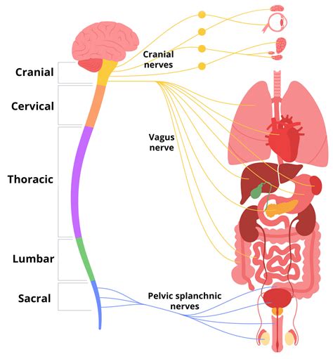 Parasympathetic Nervous System Ganglia Neurones TeachMeAnatomy