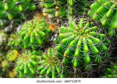 Cactus Spike Images Stock Photos Vectors Shutterstock