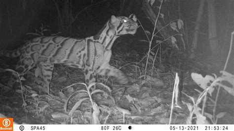 ខ្លាពពក ស្ថិតក្នុងក្រុមជិតផុតពូជ និងមានចុះក្នុងបញ្ជីឧបសម្ព័ន្ធសាយតេស នគរដ្រេហ្គន