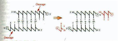 Section Ii 5 3 Exonuclease