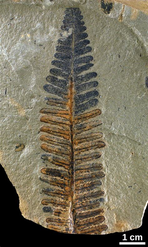 Carboniferous Ferns Gallery Sam Noble Museum
