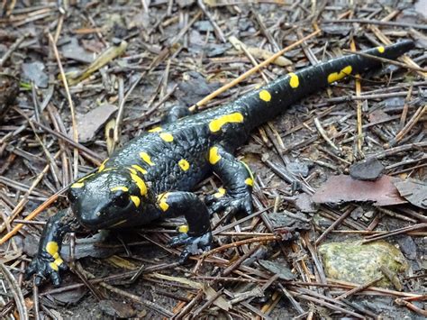 Огненная саламандра (Salamandra salamandra)