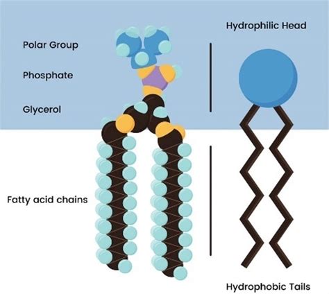 Phospholipid Labeled