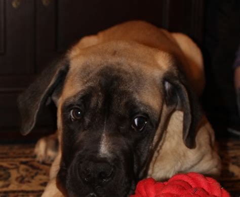 English Mastiffs English Mastiffs At Compton Gate Farms