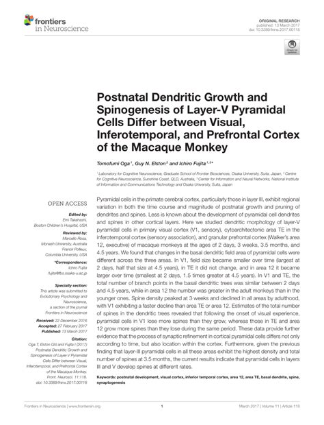 Pdf Postnatal Dendritic Growth And Spinogenesis Of Layer V Pyramidal Cells Differ Between
