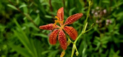 장마비가 잠시 주춤한 사이 김천 정골 우리집 화단에 피어 있는 꽃들입니다 오늘 현재 67mm가 내렸습니다 2025 꽃사랑 꽃을 사랑하는