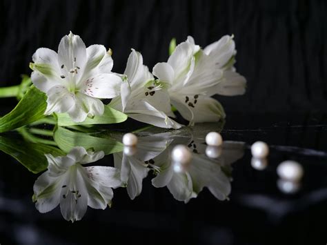 Alstroemeria 거울 효과 검은색 배경 고요한 꽃 반사 꽃 장식 꽃 클로즈업 꽃꽂이 꽃잎 대조 라이프스타일 럭셔리 매우 복잡한 미니멀리스트