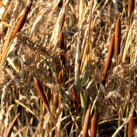 Cattails 43 Pattern Crew